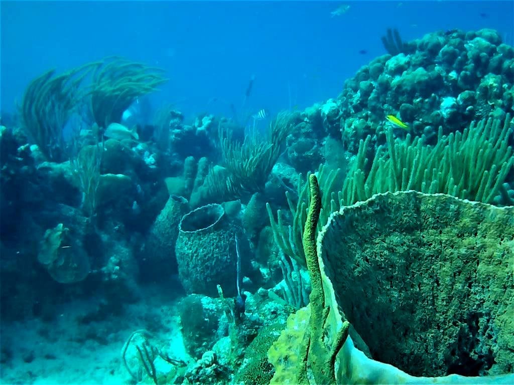 Reserva de la Biosfera Banco Chinchorro Articulos y tips de viaje sobre ...