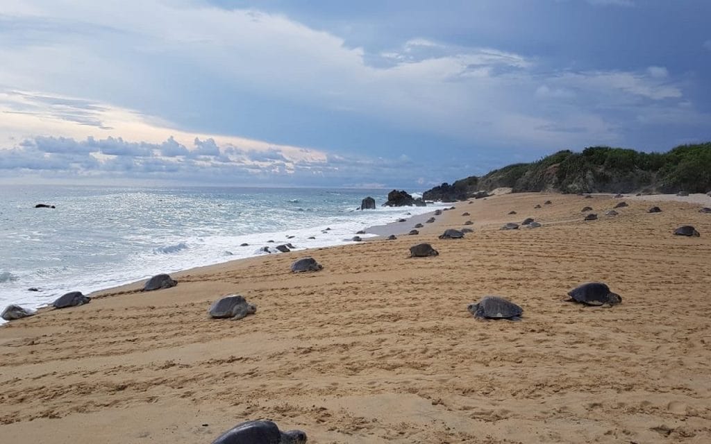 Pichilinguillo Michoacan Las mejores playas de Mexico