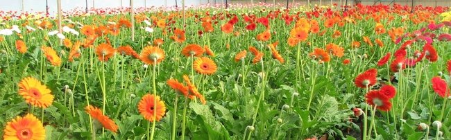 Visita Coatepec Harinas, pueblo del Edo Mex Articulos y tips de viaje ...